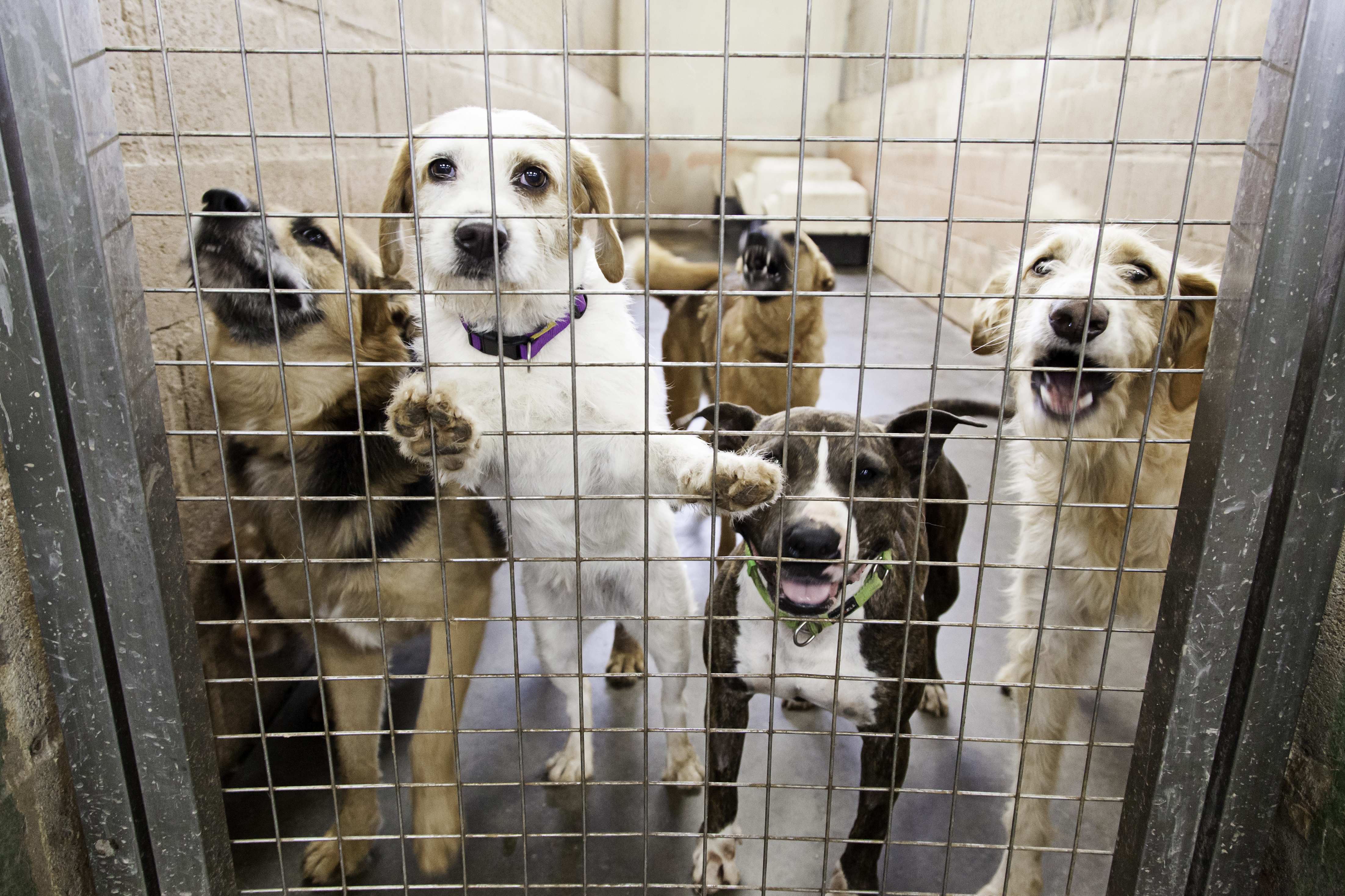 Tag Your Wag: Maricopa County Animal Care and Control | Artificial ...